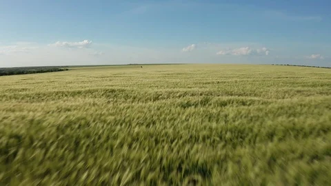 Aerial view above wheat field at sunset ... | Stock Video | Pond5