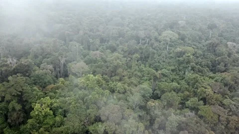 Aerial View Of Amazon Rainforest covered... | Stock Video | Pond5