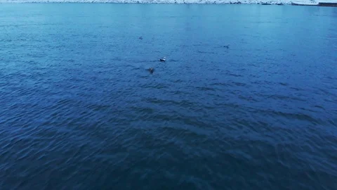 Aerial view of Arctic animals - cute sea... | Stock Video | Pond5
