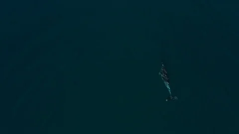 Aerial view of bottlenose dolphin spouti... | Stock Video | Pond5