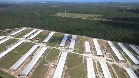 Aerial view of breeder farms and oil pal... | Stock Video | Pond5