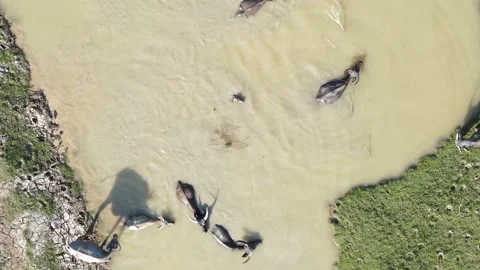Aerial view of buffalo herd wading in co... | Stock Video | Pond5