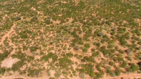 Top Down Bush Stock Videos – Royalty-Free HD & 4K Videos