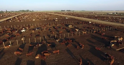 Feedlot 4K Stock Video Footage | Royalty Free Feedlot 4K Videos | Pond5