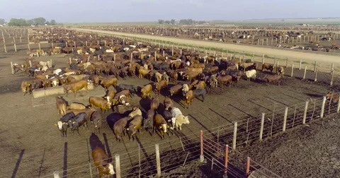 Aerial view of a cattle feedlot | Stock Video | Pond5