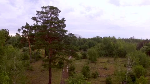Aerial view. Chernobyl red forest. View ... | Stock Video | Pond5