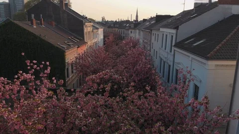 Aerial view of cherry blossoms, camera m... | Stock Video | Pond5