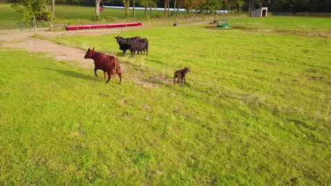 Aerial view of cows and a baby calf in a... | Stock Video | Pond5