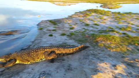 Aerial View Of Crocodile Comes back In T... | Stock Video | Pond5