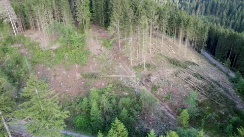 Aerial view of dead trees in forest. Dam... | Stock Video | Pond5
