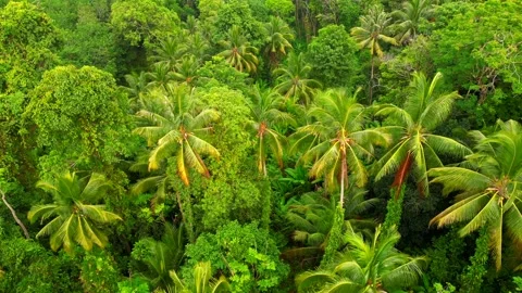 Aerial view of a dense tropical rainfore... | Stock Video | Pond5
