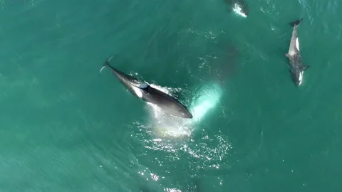 Aerial view family Orca killer whale hun... | Stock Video | Pond5