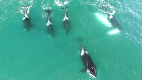 Aerial view family Orca killer whale kil... | Stock Video | Pond5