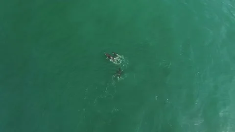 Aerial view family Orca killer whale kil... | Stock Video | Pond5