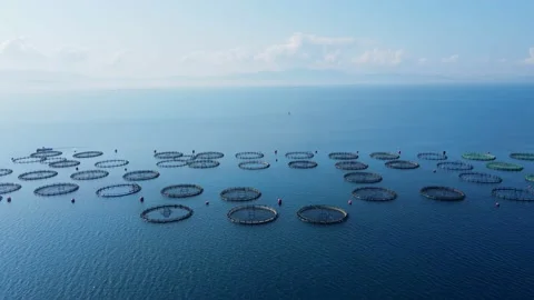 Aerial view of farm fish in round meshes... | Stock Video | Pond5