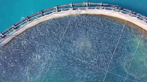 Fish View Stock Videos – Royalty-Free HD & 4K Videos