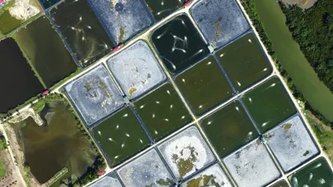 Aerial view of fish farm, shrimp farm. | Stock Video | Pond5