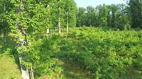 AERIAL VIEW, flight between the trees in... | Stock Video | Pond5