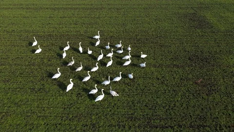 Aerial view of flock of swans walking on... | Stock Video | Pond5