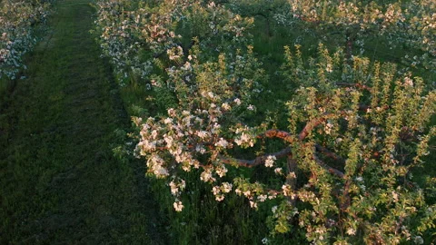 Aerial view of fruit orchard. Apple tree... | Stock Video | Pond5