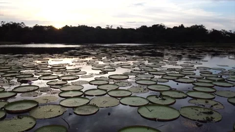 Aerial view of giant amazon water Lilly ... | Stock Video | Pond5
