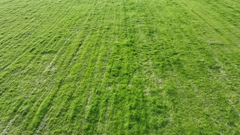 Aerial view of grass texture in meadows ... | Stock Video | Pond5