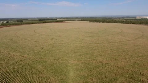 Aerial view of green cornfields in the f... | Stock Video | Pond5