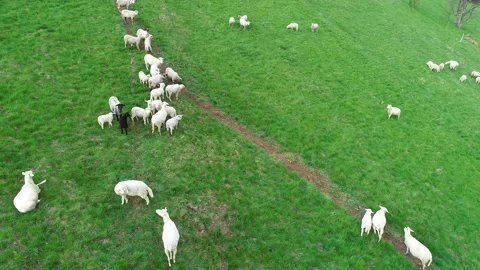 Aerial view of herd of sheep on a green ... | Stock Video | Pond5