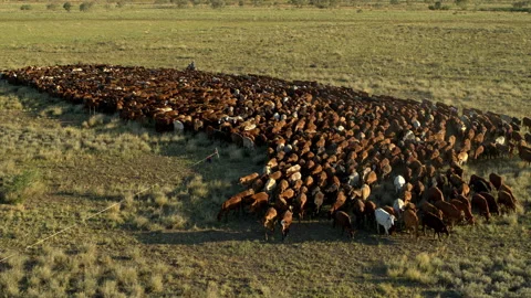 Aerial view of herding cattle | Stock Video | Pond5