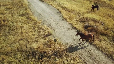 Aerial view of horses walking in field i... | Stock Video | Pond5
