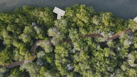 Aerial view of the Kalba Mangrove Forest... | Stock Video | Pond5