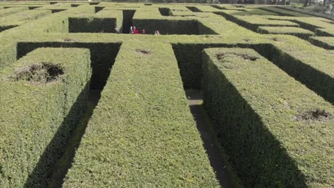 Forest Maze Stock Video Footage | Royalty Free Forest Maze Videos | Pond5