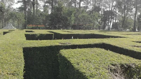 Forest Maze Stock Video Footage | Royalty Free Forest Maze Videos | Pond5