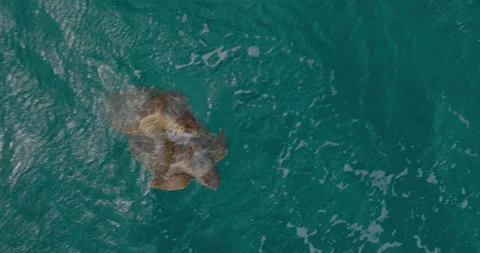 Aerial view of loggerhead turtles mating | Stock Video | Pond5