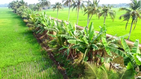 Green Banana Stock Videos – Royalty-Free HD & 4K Videos | Page 3