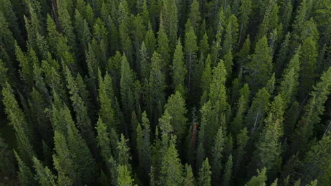 Aerial View of Lush Pine Tree Forest in ... | Stock Video | Pond5