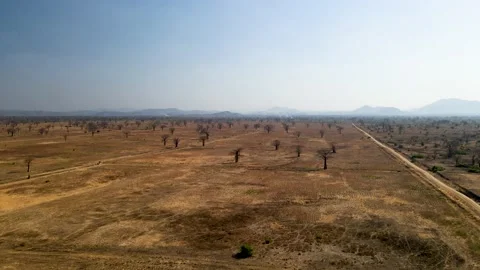 Aerial view of Malawi Baobab trees, Mang... | Stock Video | Pond5