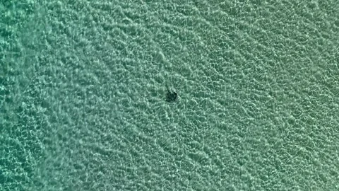 Aerial view of a Manta Rays along the ba... | Stock Video | Pond5