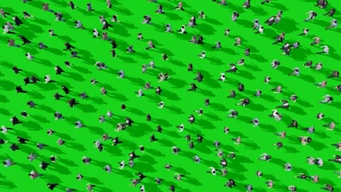 Aerial View of Many People Walking on Gr... | Stock Video | Pond5
