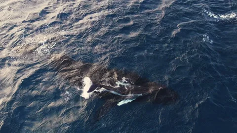 Aerial view mother and baby humpback wha... | Stock Video | Pond5