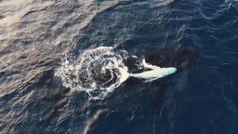 Aerial view mother and baby humpback wha... | Stock Video | Pond5