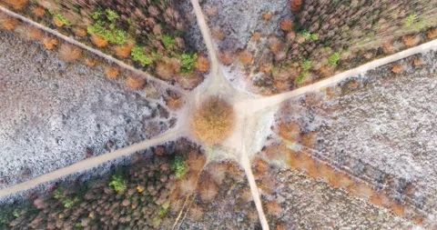 Aerial view of oak tree in center of 8 w... | Stock Video | Pond5
