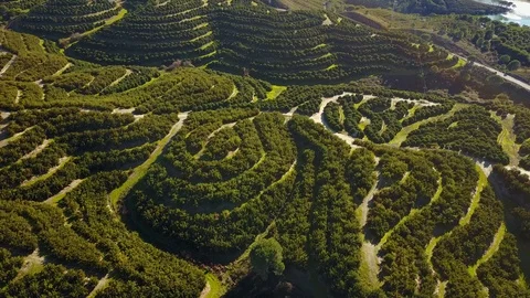 Aerial view of orange tree groves on hil... | Stock Video | Pond5