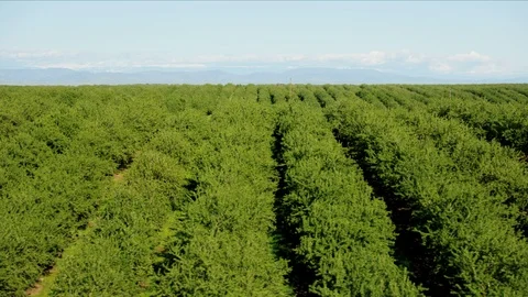 Aerial view organic trees crops growing ... | Stock Video | Pond5