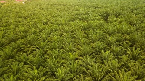 Aerial view of Palm Trees, Port Dickson,... | Stock Video | Pond5