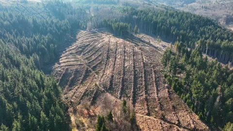 Cut Trees Forest Stock Videos – Royalty-Free HD & 4K Videos | Pond5