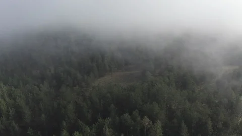 Forest Tree Fog Stock Videos – Royalty-Free HD & 4K Videos | Pond5