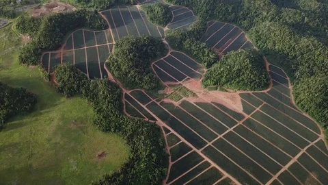 Aerial View on Pineapple Farming Fields ... | Stock Video | Pond5