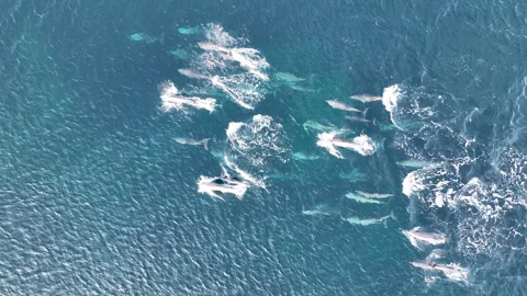 Aerial View of a Pod of Spinner Dolphins... | Stock Video | Pond5