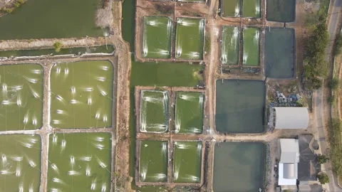 Aerial view of prawn farming with with a... | Stock Video | Pond5